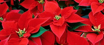 Birthday Flowers, Bouquets & Flower Arrangements | 1800Flowers.com