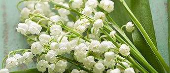 Birthday Flowers, Bouquets & Flower Arrangements | 1800Flowers.com