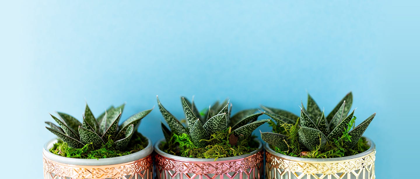 Plant Gift Guide: Send Plant Gifts for Delivery | 1800Flowers