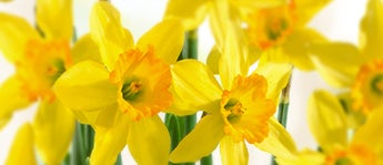 Birthday Flowers: Happy Birthday Flower Delivery | 1800Flowers